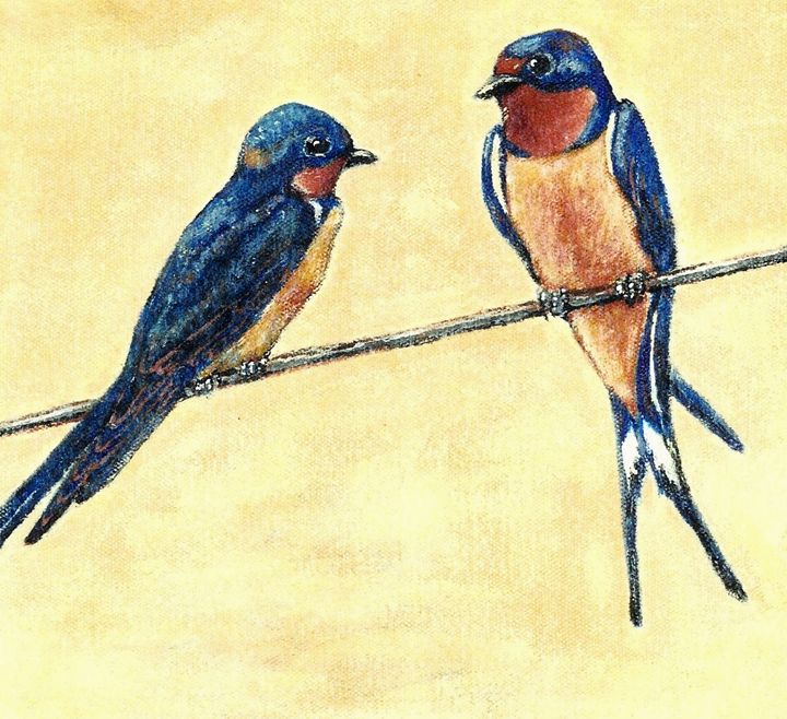 Barn Swallow Drawing