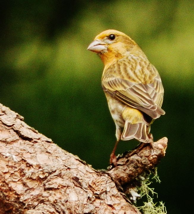 Yellow House Finch Female