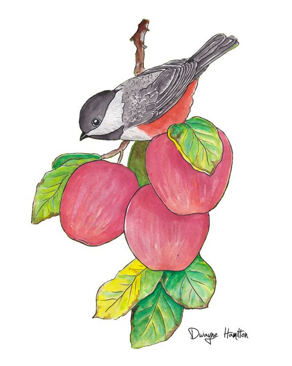 Bird and Apples - Dwayne Hamilton Artist - Paintings & Prints, Animals ...