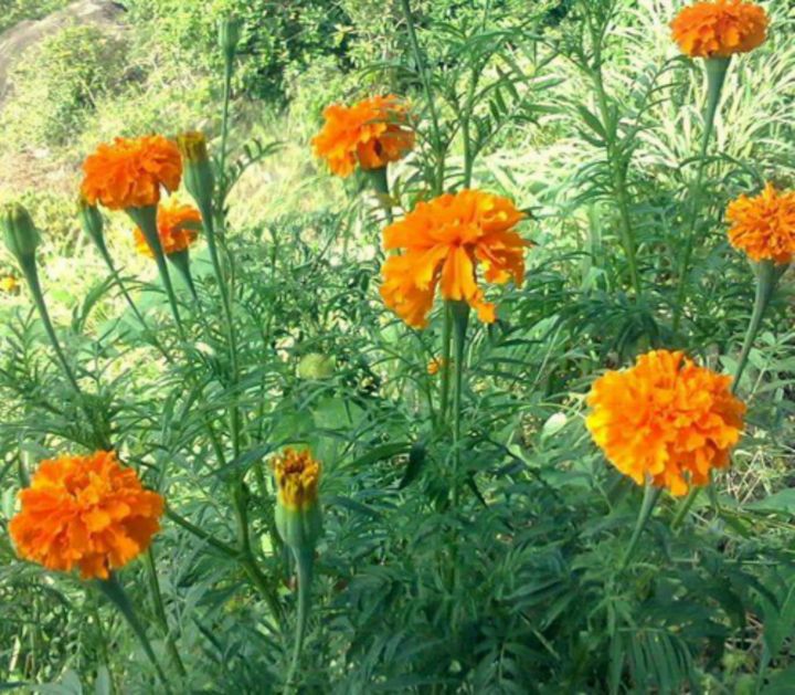 Flowers - Vaisakh - Photography, Flowers, Plants, & Trees, Flowers ...