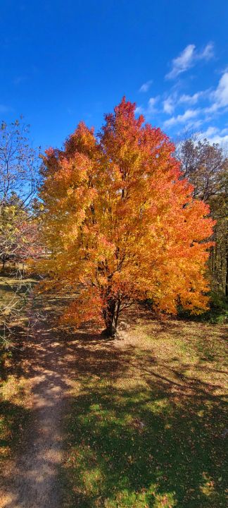 Golden tree - Freedom Photography - Photography, Flowers, Plants ...