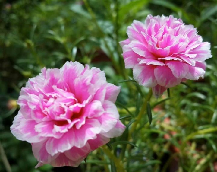 Two Rose Petals. - Donahue Brian - Photography, Landscapes & Nature ...