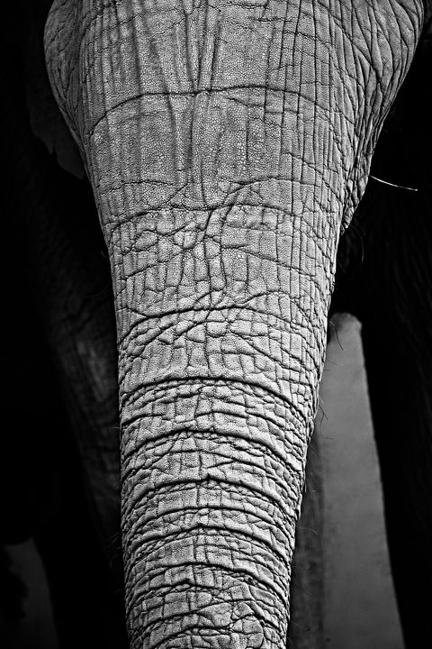 Scars of an elephant - Eduardo Iff - Photography, Animals, Birds ...