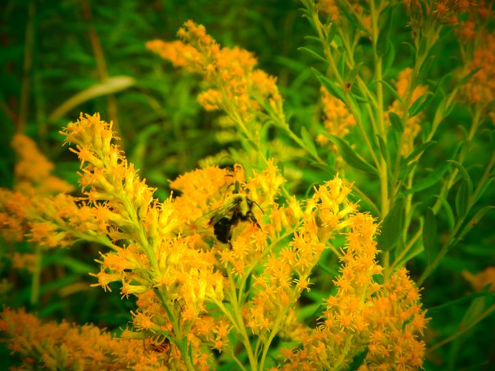 Dancing Bee! - Paradise Gallery - Photography, Flowers, Plants, & Trees ...