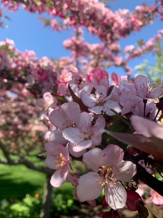 Pink Pop! - Paradise Gallery - Photography, Flowers, Plants, & Trees ...