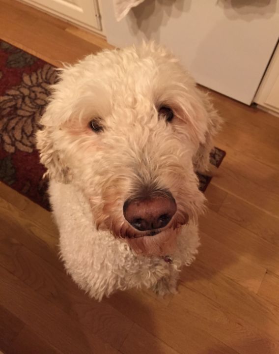 Sweet Paisley - Belleforte Home - Photography, Animals, Birds, & Fish ...