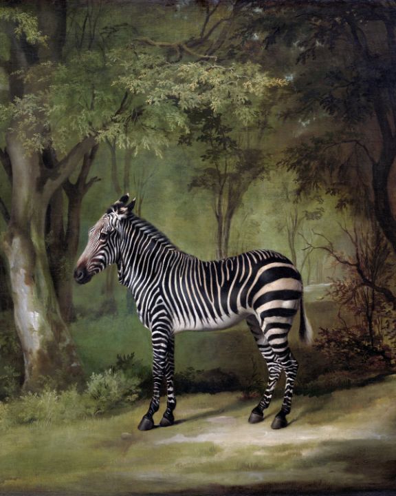 Alone Zebra In The Jungle - Jacob Lambert Store - Paintings & Prints ...