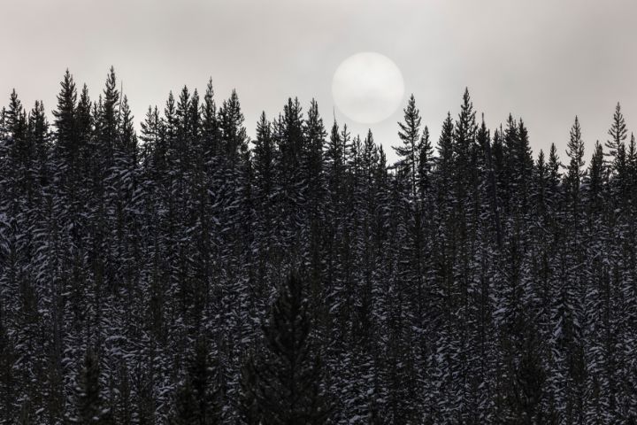 Sun through the fog - Jacob Lambert Store - Paintings & Prints ...