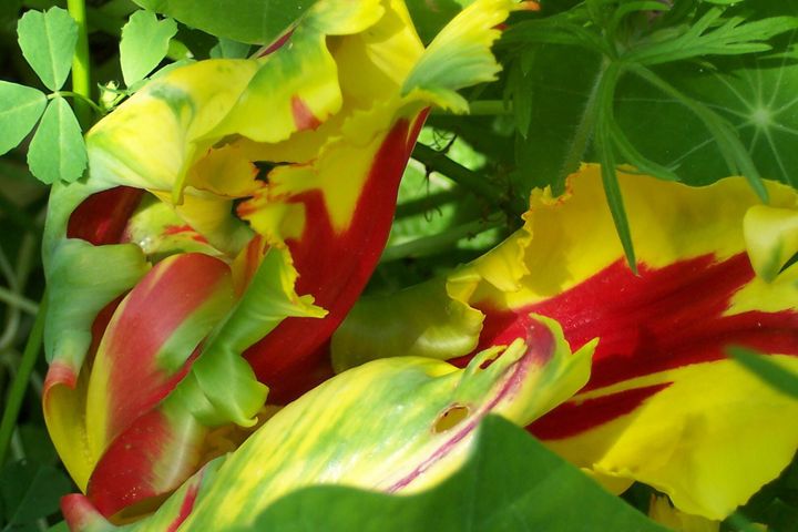 Daffodil Ecstacy - ʻIolani Puʻu - Photography, Flowers, Plants, & Trees ...