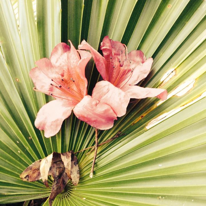 Botany - Duchess Designs - Photography, Landscapes & Nature, Gardens ...