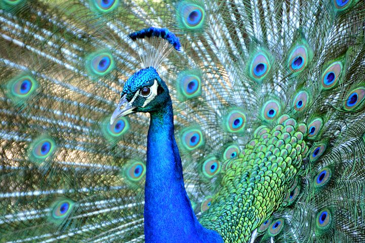 Royal Peacock - Joe Cruz Photography - Photography, Animals, Birds ...
