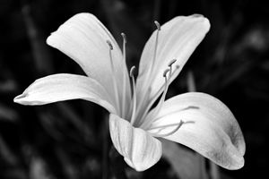 Joe Cruz Photography - Photography