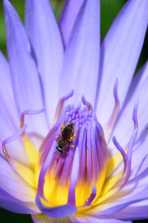 Lily Bee - Joe Cruz Photography - Photography, Flowers, Plants, & Trees ...