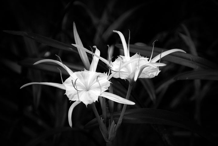 Joe Cruz Photography - Photography