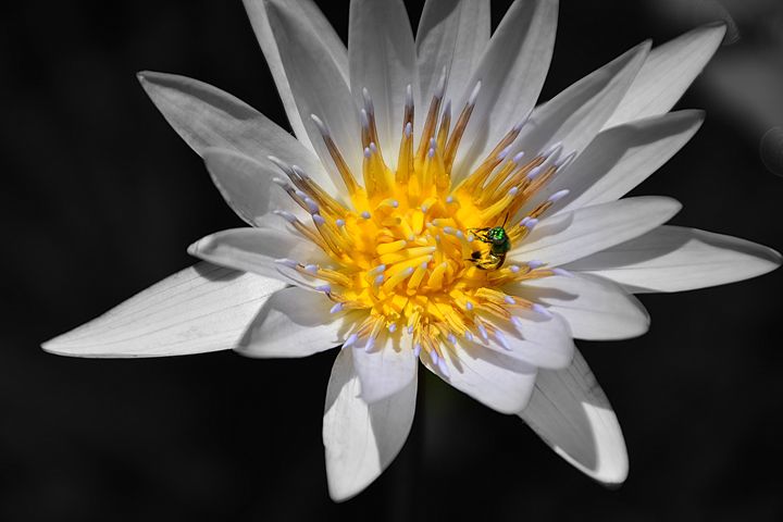 Stunning Beauty - Joe Cruz Photography - Photography, Flowers, Plants ...