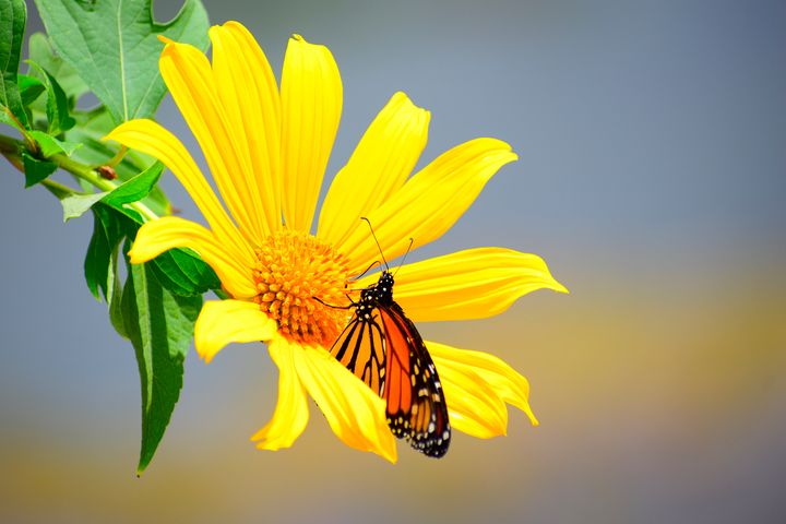 Sunflower and Monarch - Joe Cruz Photography - Photography, Landscapes ...