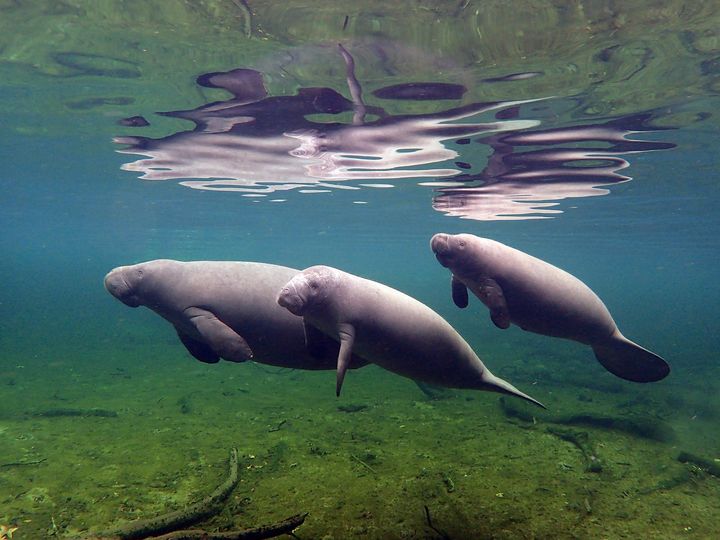 Manatee Family - Joe Cruz Photography - Photography, Animals, Birds ...