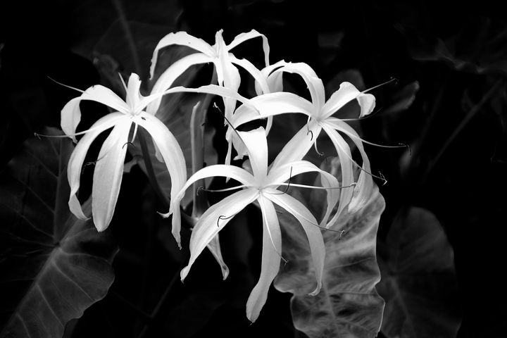 Joe Cruz Photography - Photography