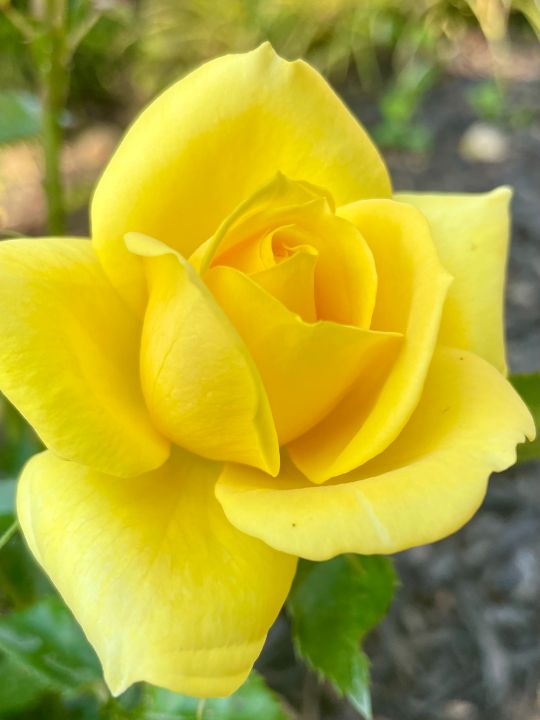 Lemon Drop - Suze Howey - Paintings & Prints, Flowers, Plants, & Trees ...