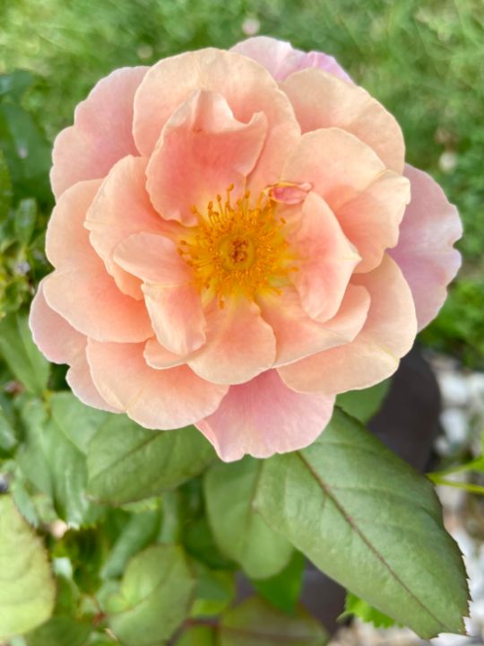 Apricot Drift - Suze Howey - Photography, Flowers, Plants, & Trees ...