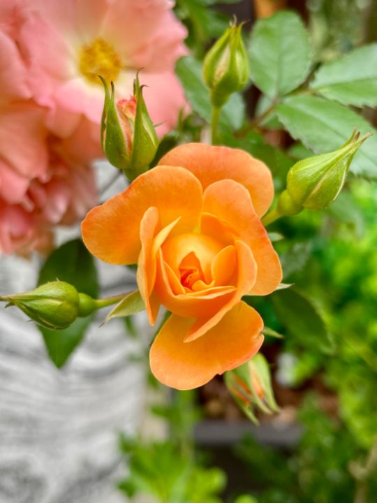 A Fresh Bloom - Suze Howey - Photography, Flowers, Plants, & Trees ...