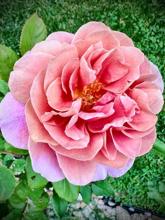 Distant Drums from Above - Suze Howey - Photography, Flowers, Plants ...