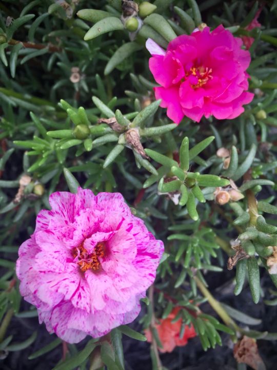 Moss Roses - Suze Howey - Photography, Flowers, Plants, & Trees ...