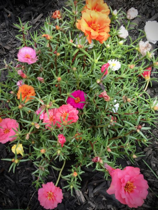 Moss Roses Galore - Suze Howey - Photography, Flowers, Plants, & Trees ...