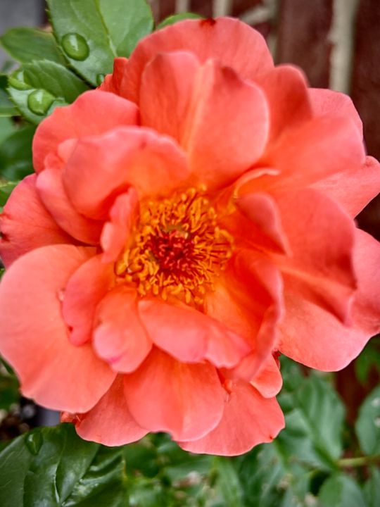 Coral Pop - Suze Howey - Photography, Flowers, Plants, & Trees, Flowers ...