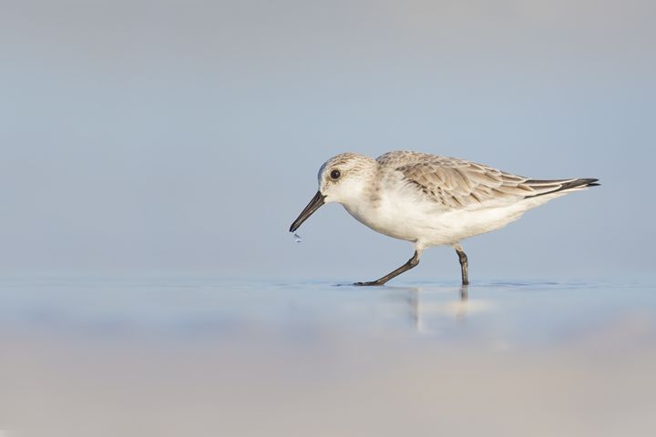 Refreshing sip - Bird & Wildlife Photography - Photography, Animals ...