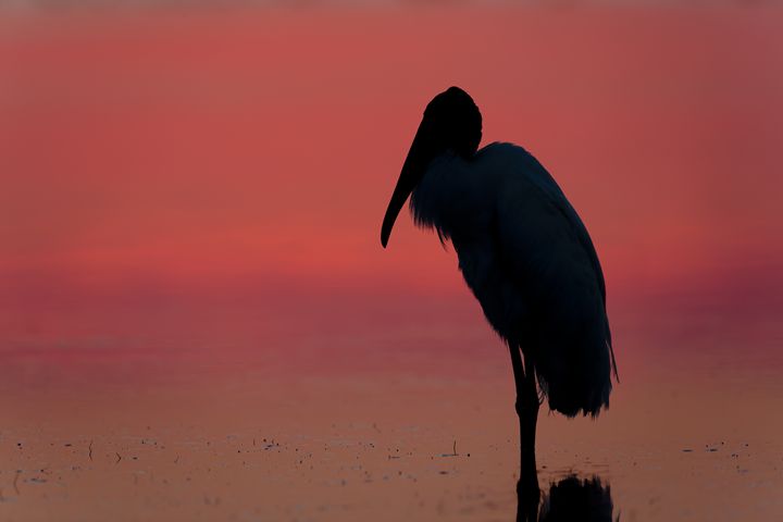 Sunrise reflection - Bird & Wildlife Photography - Photography, Animals ...