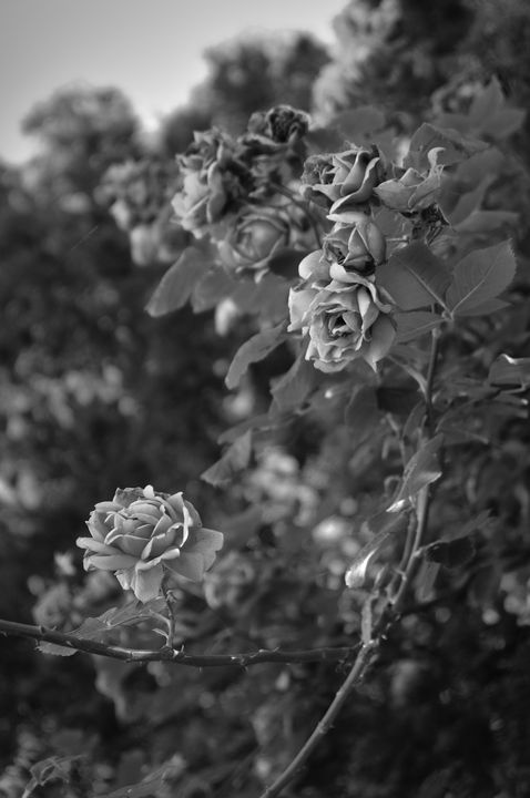 Beautiful flowers on a tree - Black&White - Photography, Flowers ...