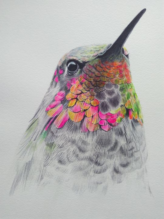 Anna's hummingbird - Chris'Art - Paintings & Prints, Animals, Birds ...