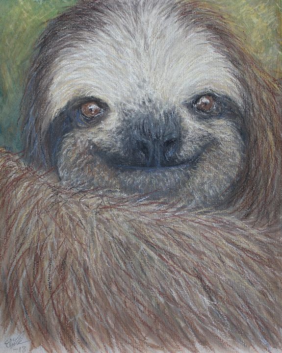 Brown-throated Sloth - Elin Johnsen Art - Drawings & Illustration ...