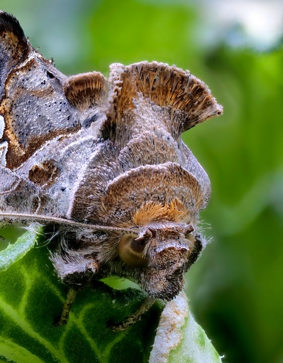 Macro photograph of moth - hendrikspix - Photography, Animals, Birds ...