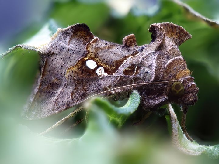 Macro photograph of moth - hendrikspix - Photography, Animals, Birds ...