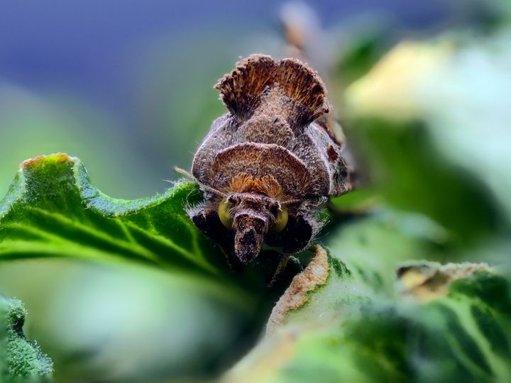 Macro photograph of moth - hendrikspix - Photography, Animals, Birds ...
