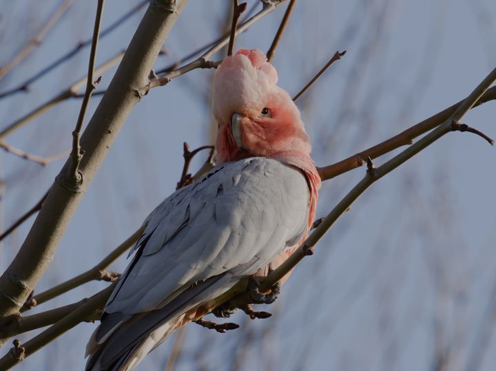 Australian Galah closeup photo - hendrikspix - Photography, Animals ...