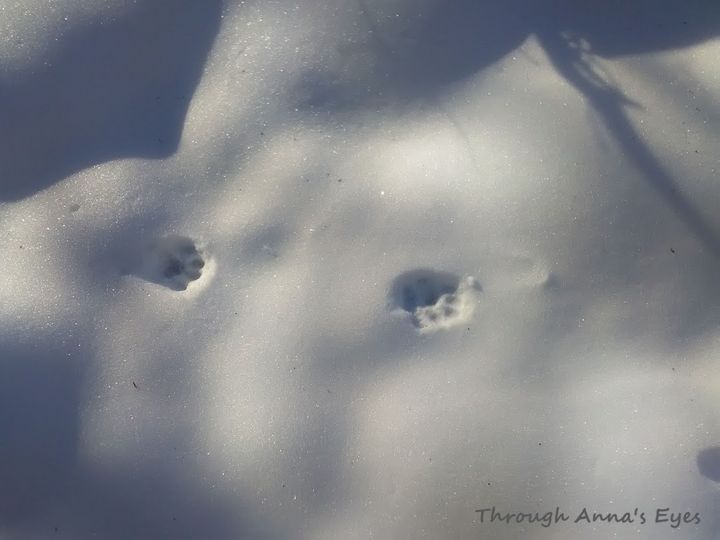 Footprints in snow - Through Anna's Eyes - Photography, Still Life ...