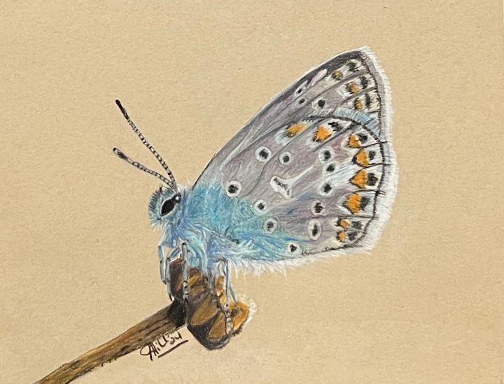 Summer - Joyce’s Art Studio - Drawings & Illustration, Animals, Birds ...