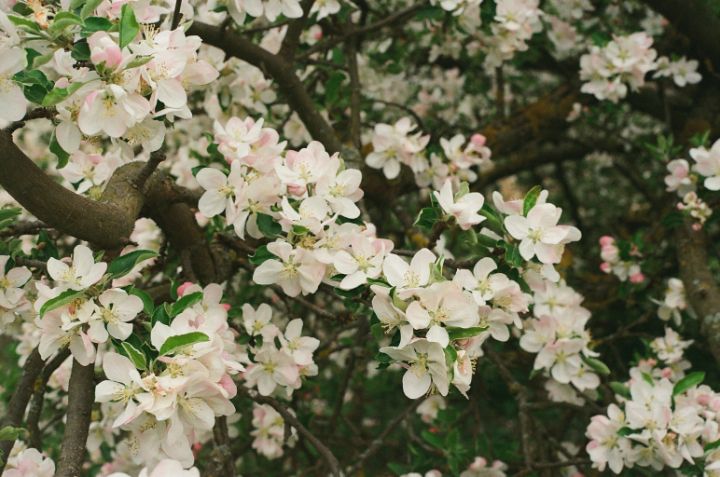 Dreamy apple blossom - Analog - Photography, Flowers, Plants, & Trees ...