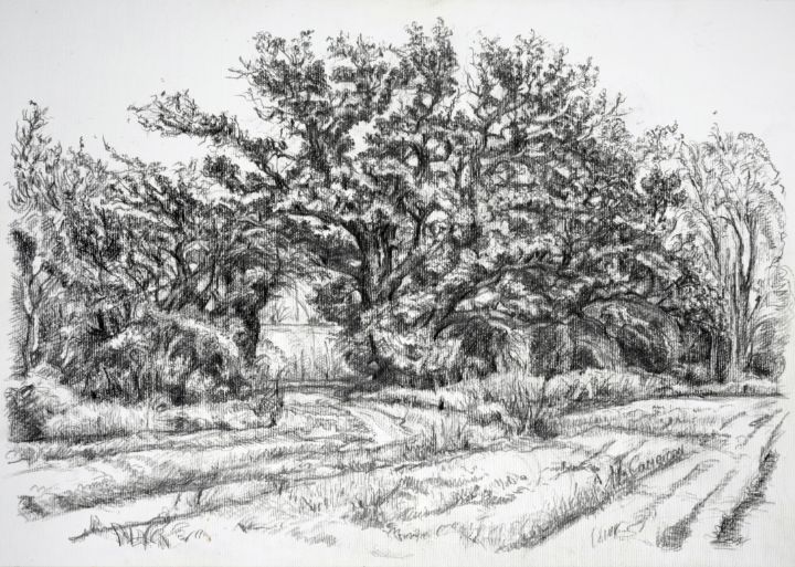 Mature Oaks - Maxine Cameron - Drawings & Illustration, Flowers, Plants ...
