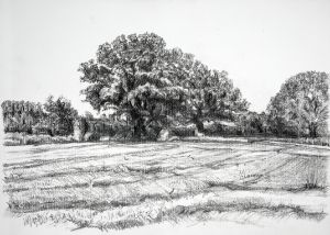 Maxine Cameron - Paintings & Prints, Drawings & Illustration