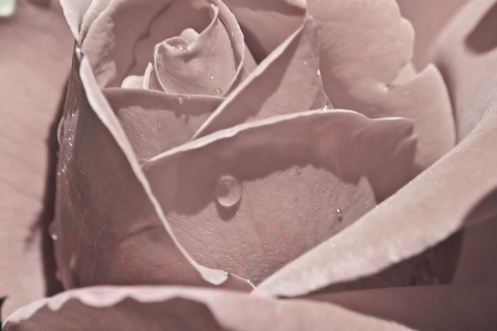sepia rose - BBS Art - Photography, Flowers, Plants, & Trees, Flowers ...