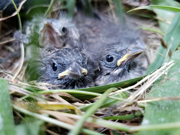 "A Service Dog for Cat" Fundraiser - Photography