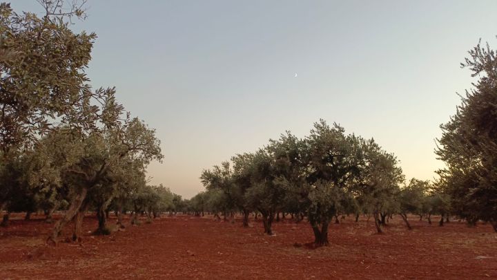 Coffee under the Olive Trees 2 - Rebuilding Syria - Photography ...