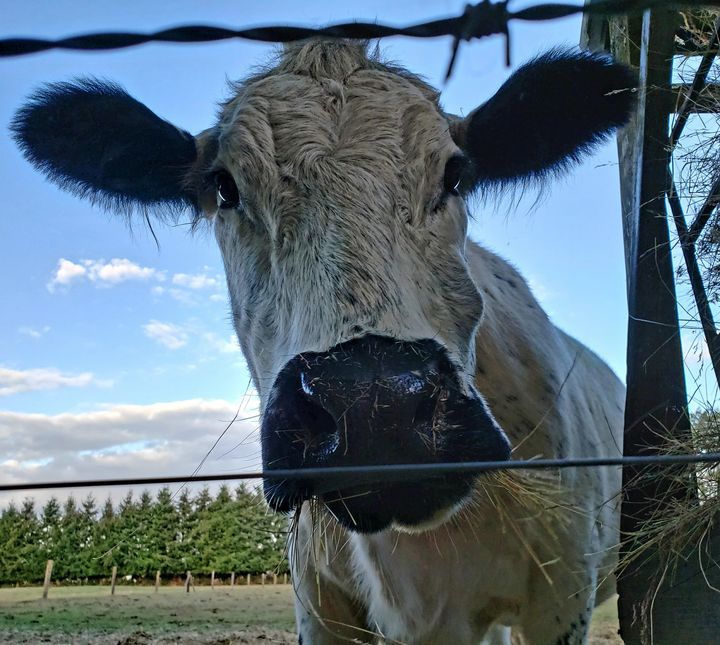 Cow - Rebuilding Syria - Photography, Animals, Birds, & Fish, Farm ...