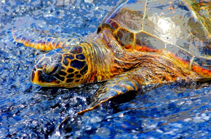 RESTING SEA TURTLE - KerrickJamesPhotography - Photography, Animals ...