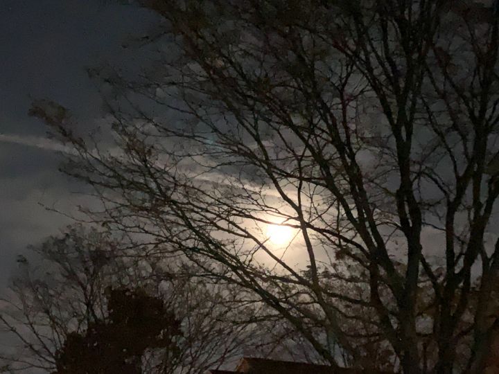 Full moon behind trees - Rory’s Cauldron - Photography, Landscapes ...