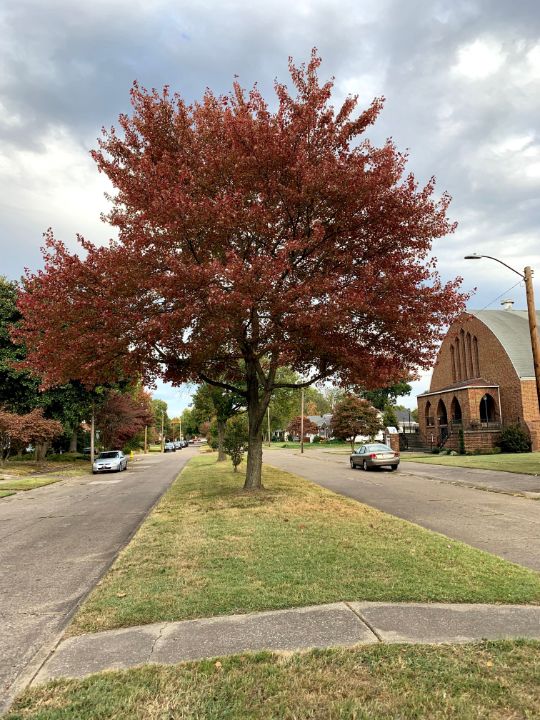 Proud tree fall beginnings - Rory’s Cauldron - Photography, Flowers ...